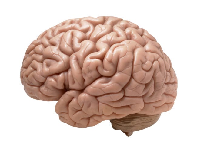 Leaky Brain, Leaky Gut: Are They Real? | Science-Based Medicine Leaky Brain, Leaky Gut: Are They Real? | Science-Based Medicine