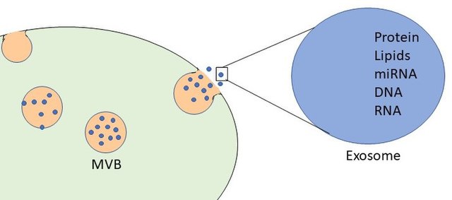 FDA warns public about exosome treatments | Science-Based Medicine