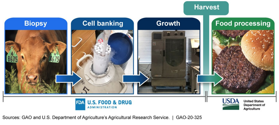 Cell-cultured meat: Earth’s savior or just a $600 burger? | Science ...
