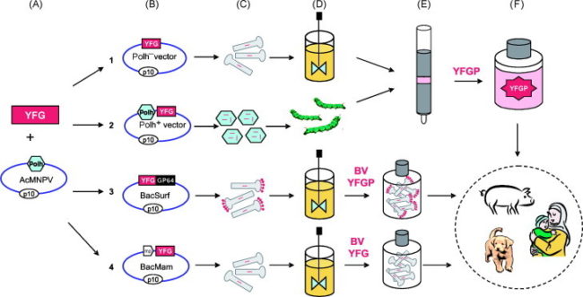 Novavax: It’s the vaccine that scares antivaxxers, not moth DNA or any ...